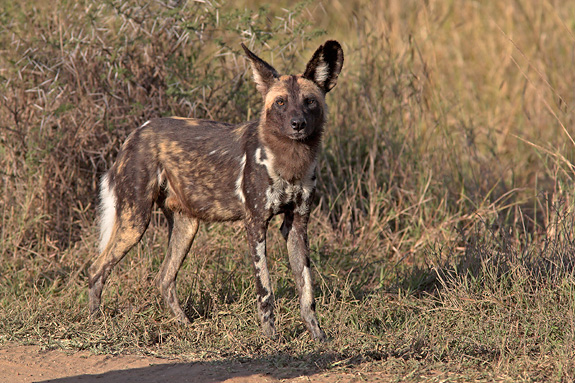 Afrikaanse wilde hond