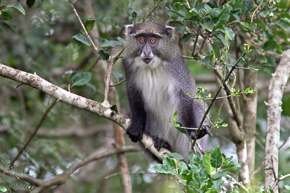 Samango monkey