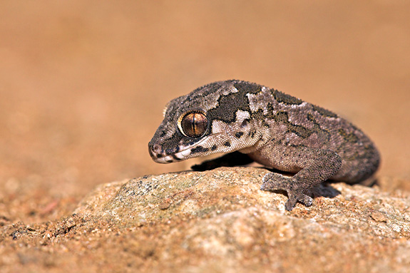 Spotted Thick-toed Gecko
