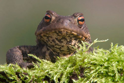 Gewone pad (Informatie)