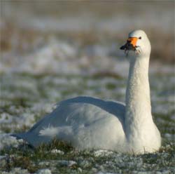 Kleine Zwanen (algemeen en voedsel)