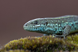 Levendbarende hagedis (Informatie)