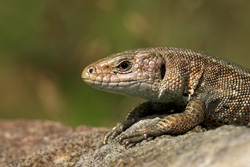 Levendbarende hagedis (Informatie)