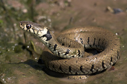 Ringslang (Informatie)