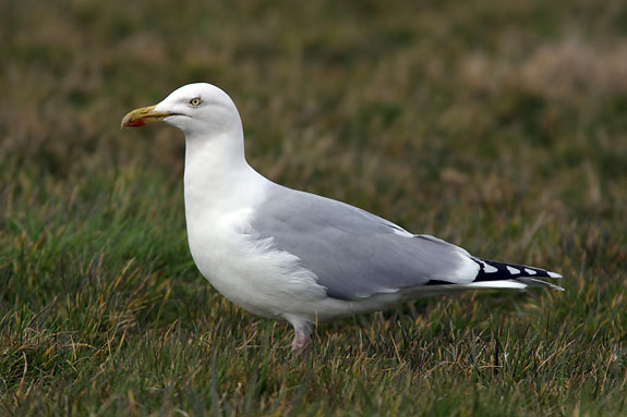 Zilvermeeuw