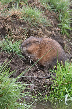Muskusrat