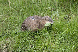 Muskusrat