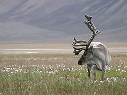 Spitsbergen Rendier (informatie)